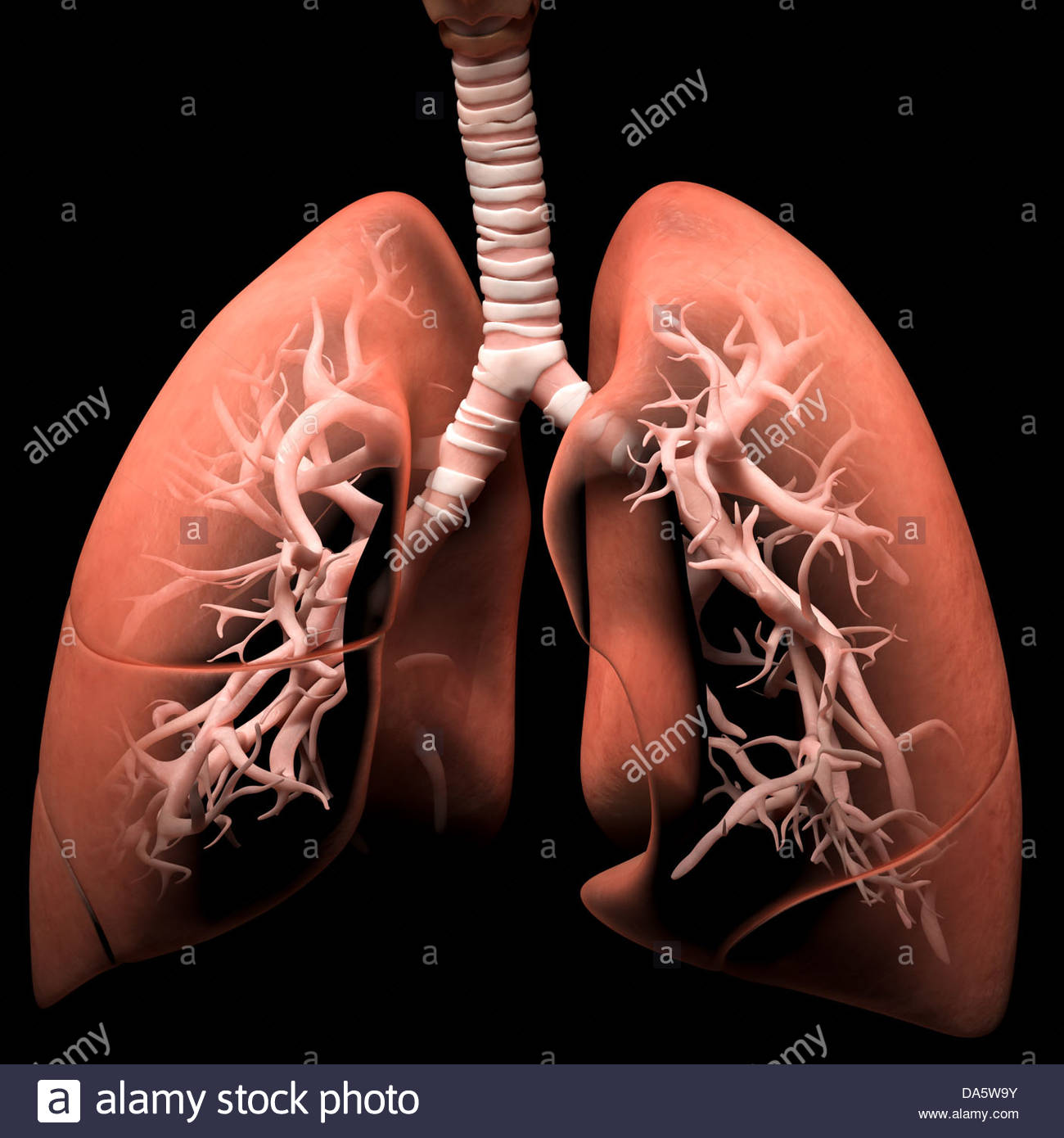 Respiratory System Images How to draw diagram of human respiratory ...