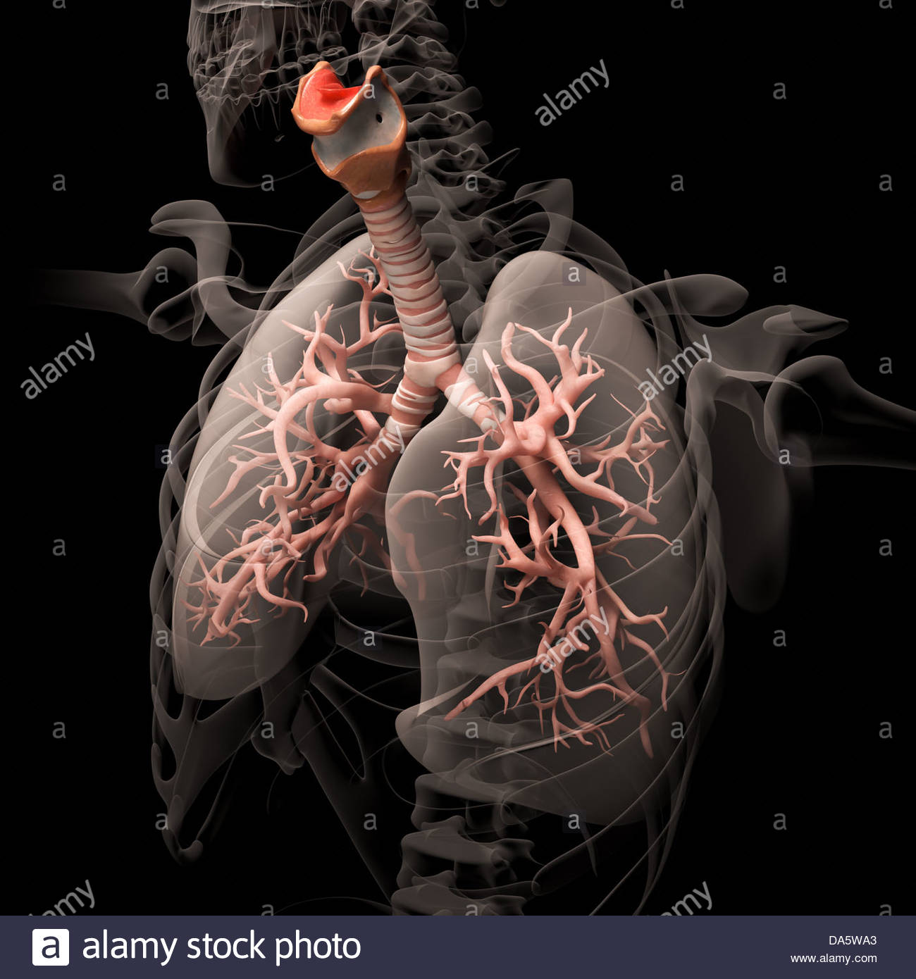 Lung Biology Bronchi Respiration High Resolution Stock Photography and ...