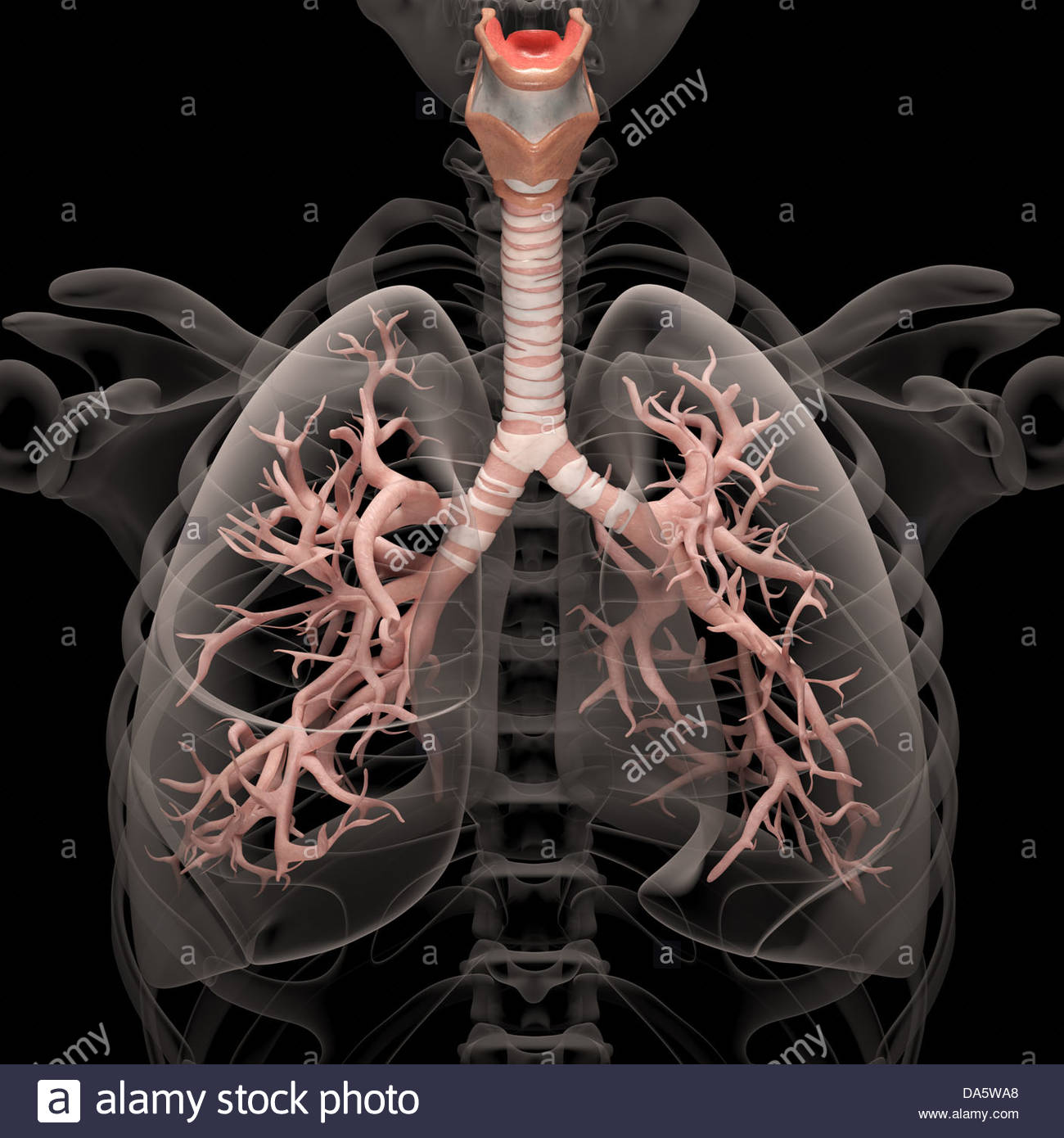 Human Respiratory System Stock Photos & Human Respiratory System Stock ...