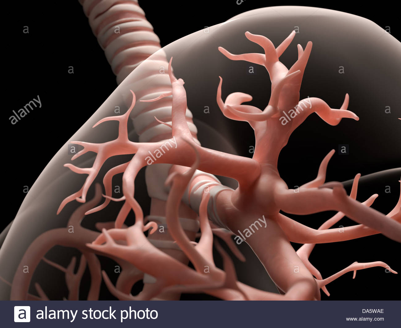 Lung Biology Bronchi Respiration High Resolution Stock Photography and ...