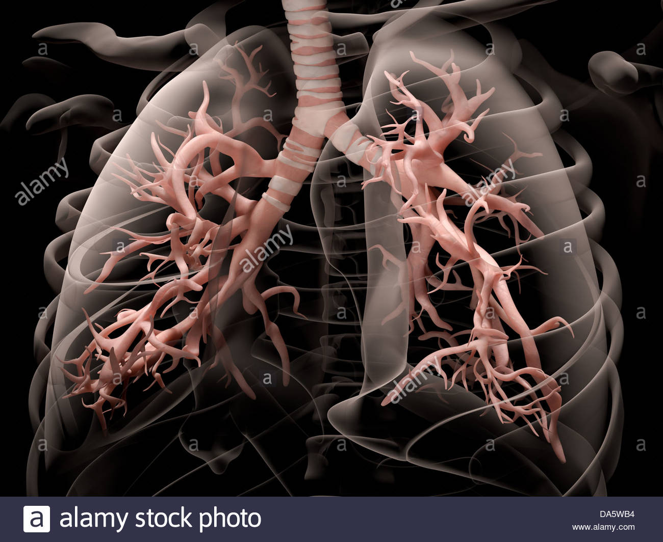 Lung Anatomy High Resolution Stock Photography and Images - Alamy