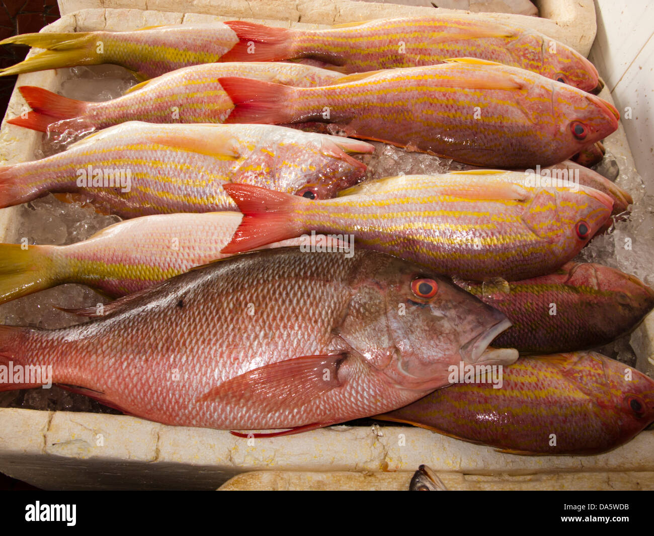 fresh fish at local Fishing market at Santos city, shore of Sao Paulo ...