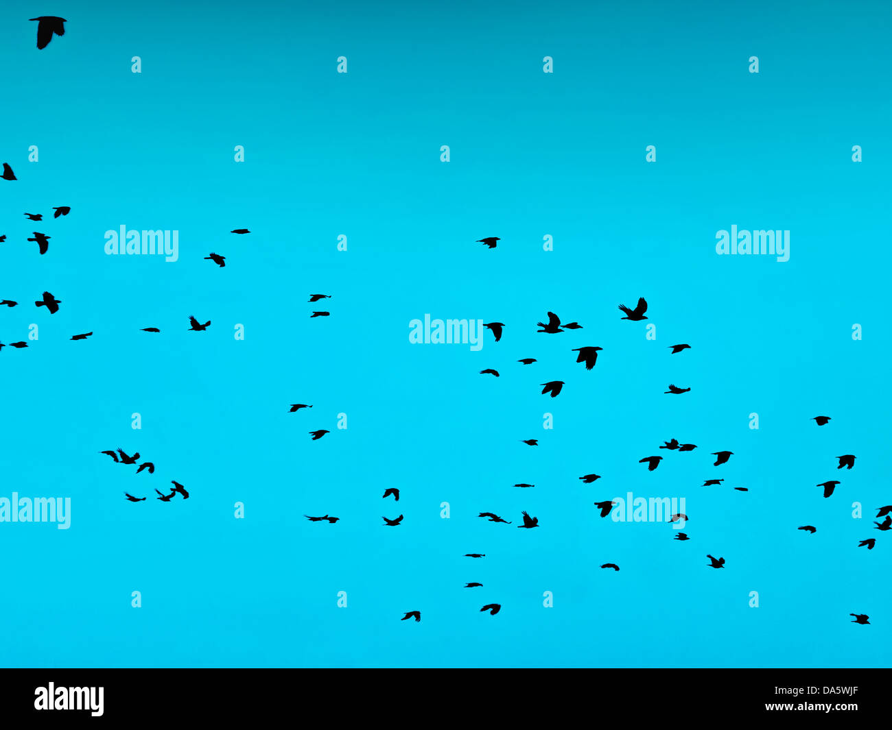 Bird silhouettes flying birds flock hi-res stock photography and images ...