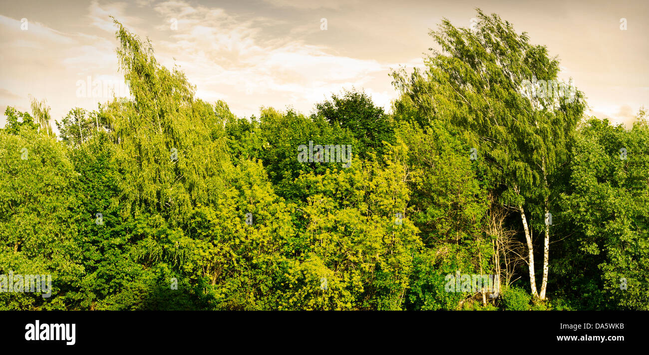 Windy Weather Trees High Resolution Stock Photography and Images - Alamy