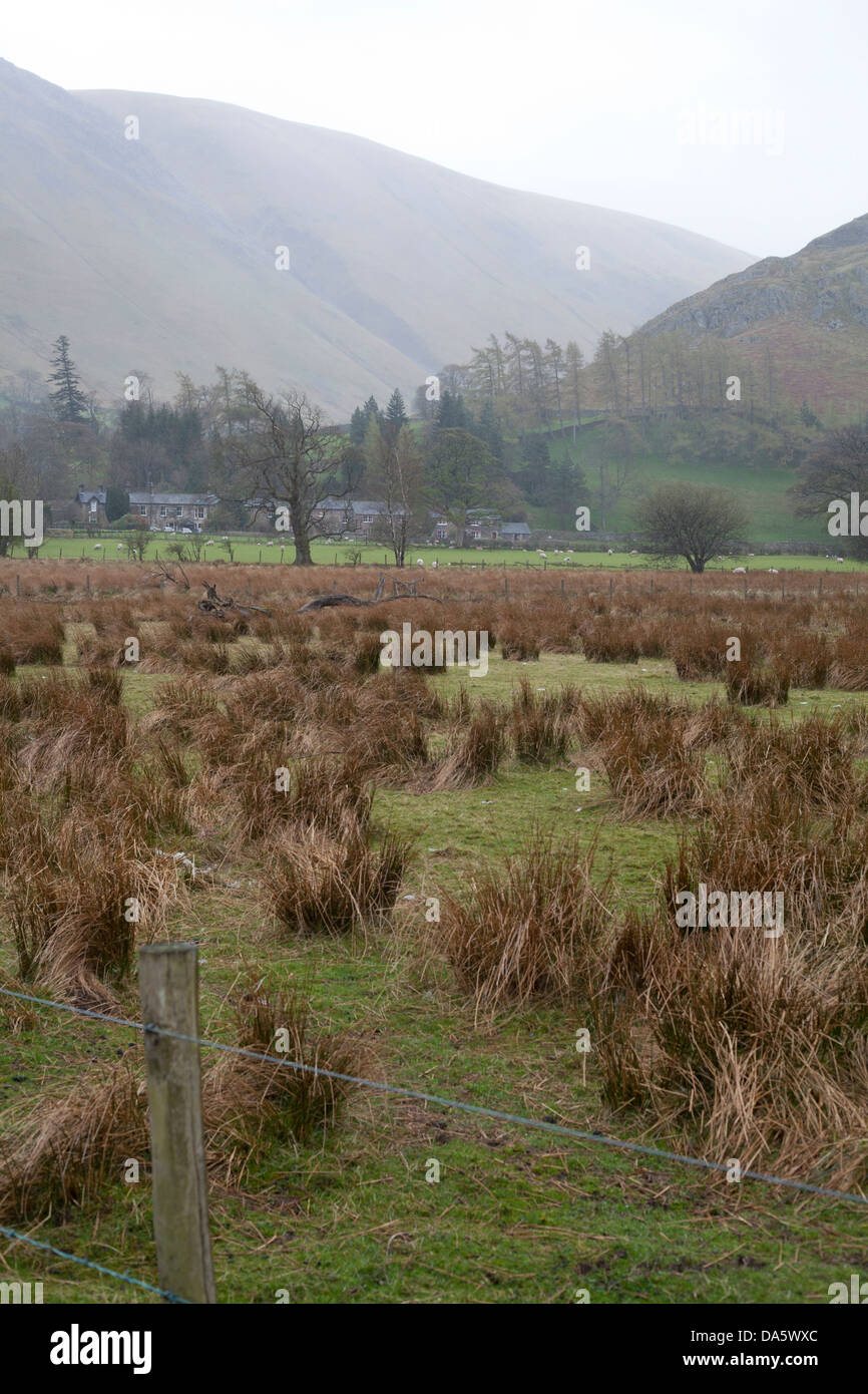 Grass in front of the mountains hi-res stock photography and images - Alamy