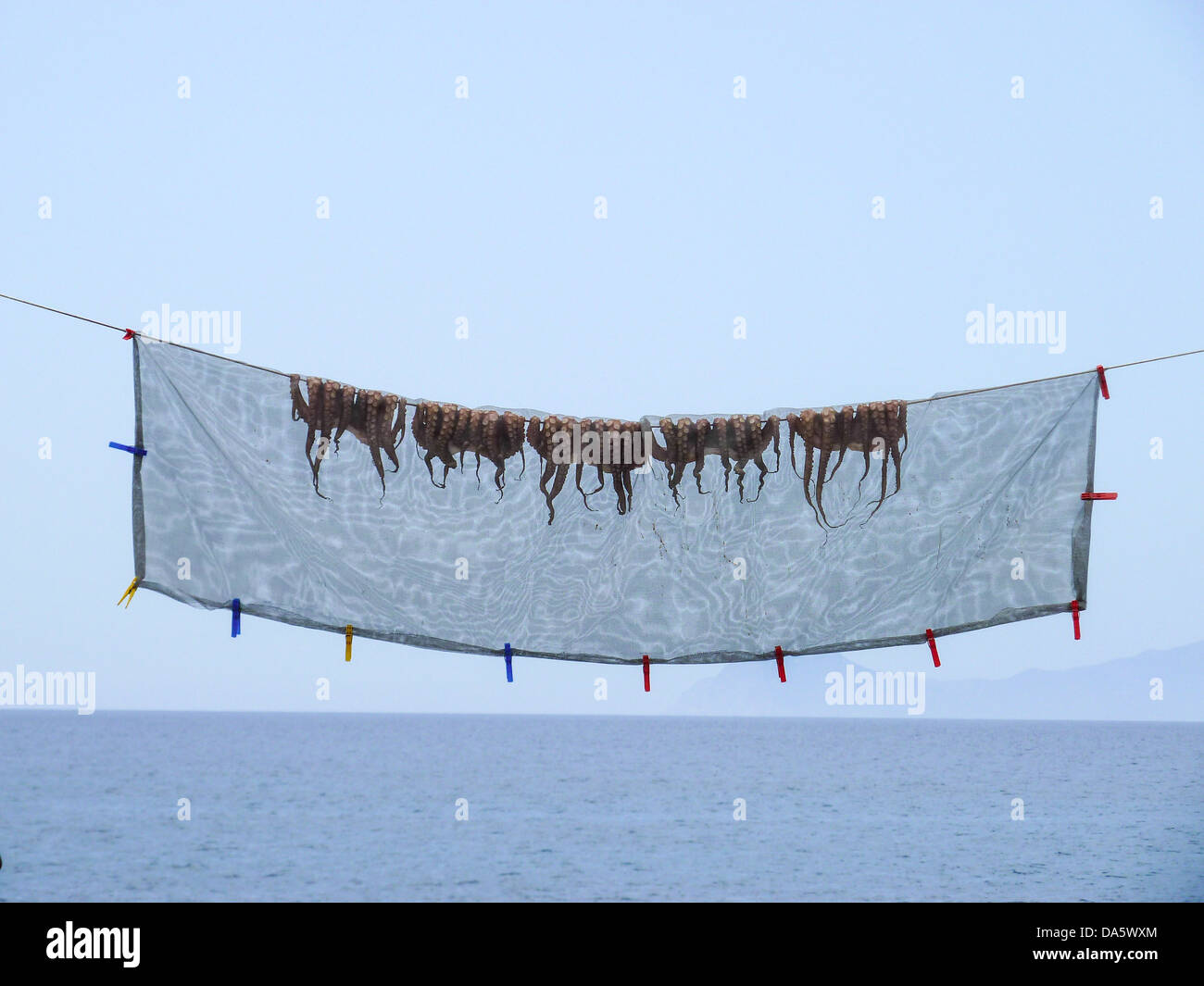 Octopus in a fishing net drying in the sun on the island of Nisyros ...