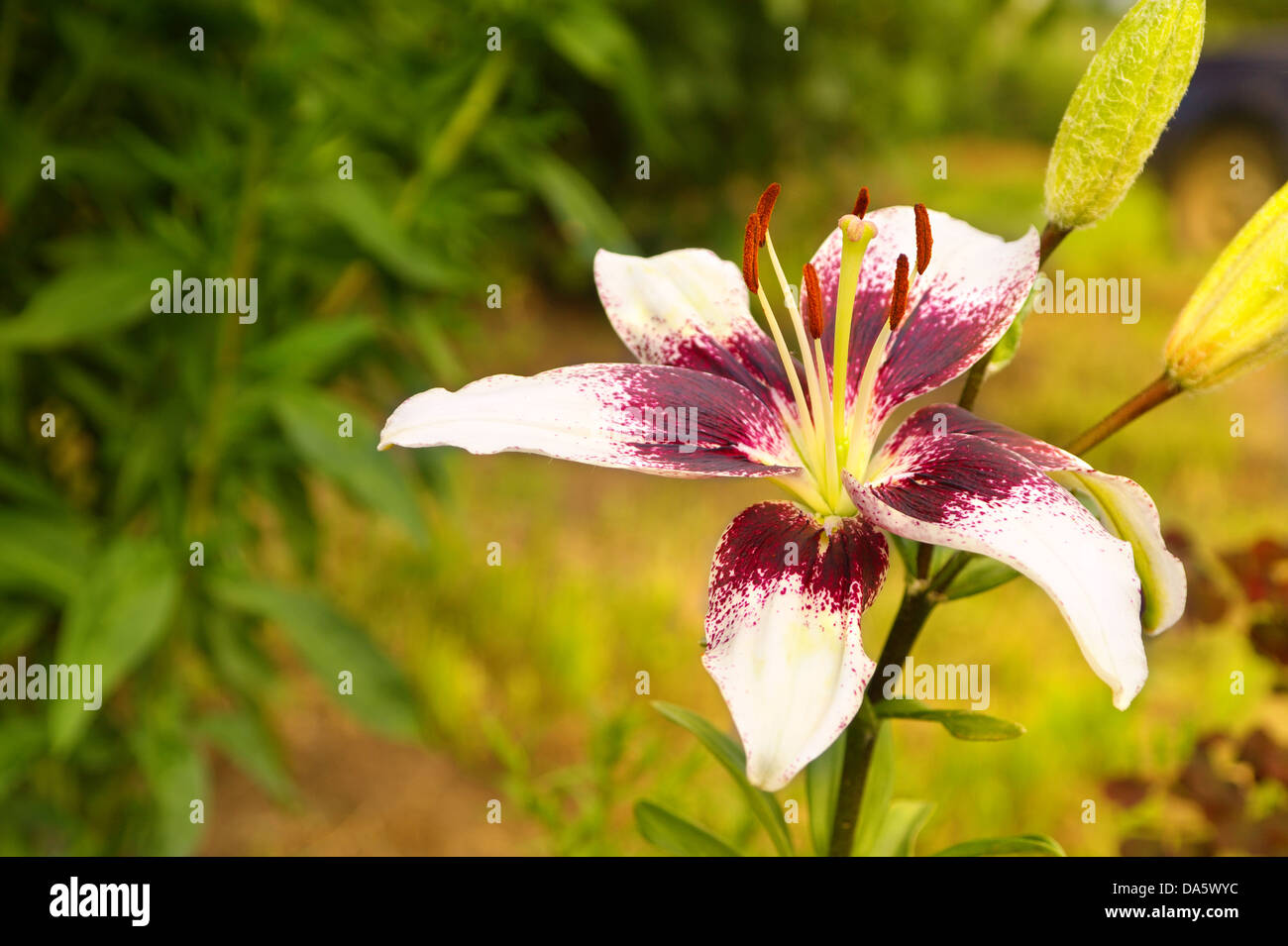 Lily Flower (Lílium) in Garden natural floral background Stock Photo ...