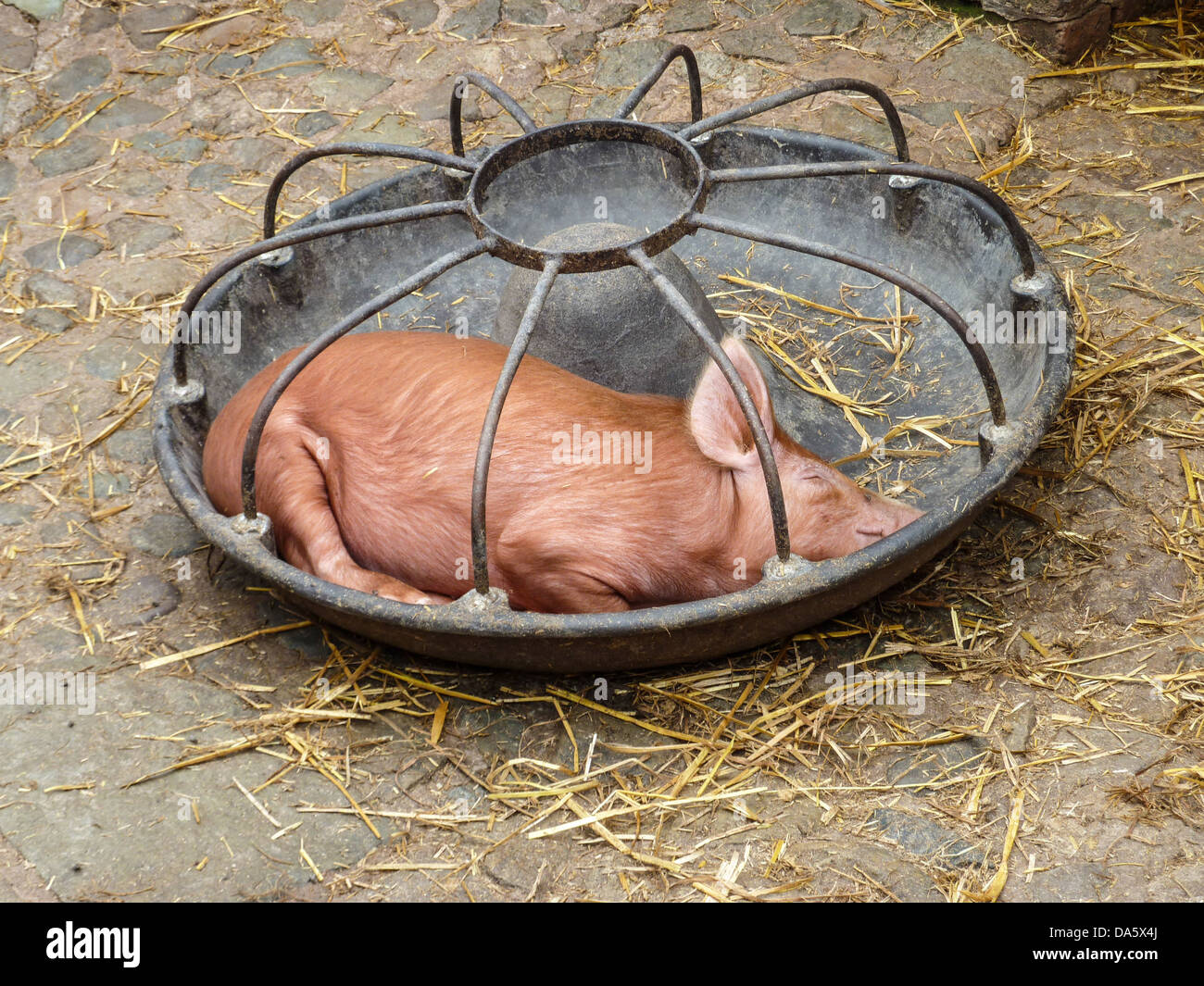 Piglet asleep in feeding trough Acton Scott Farm Shropshire England ...