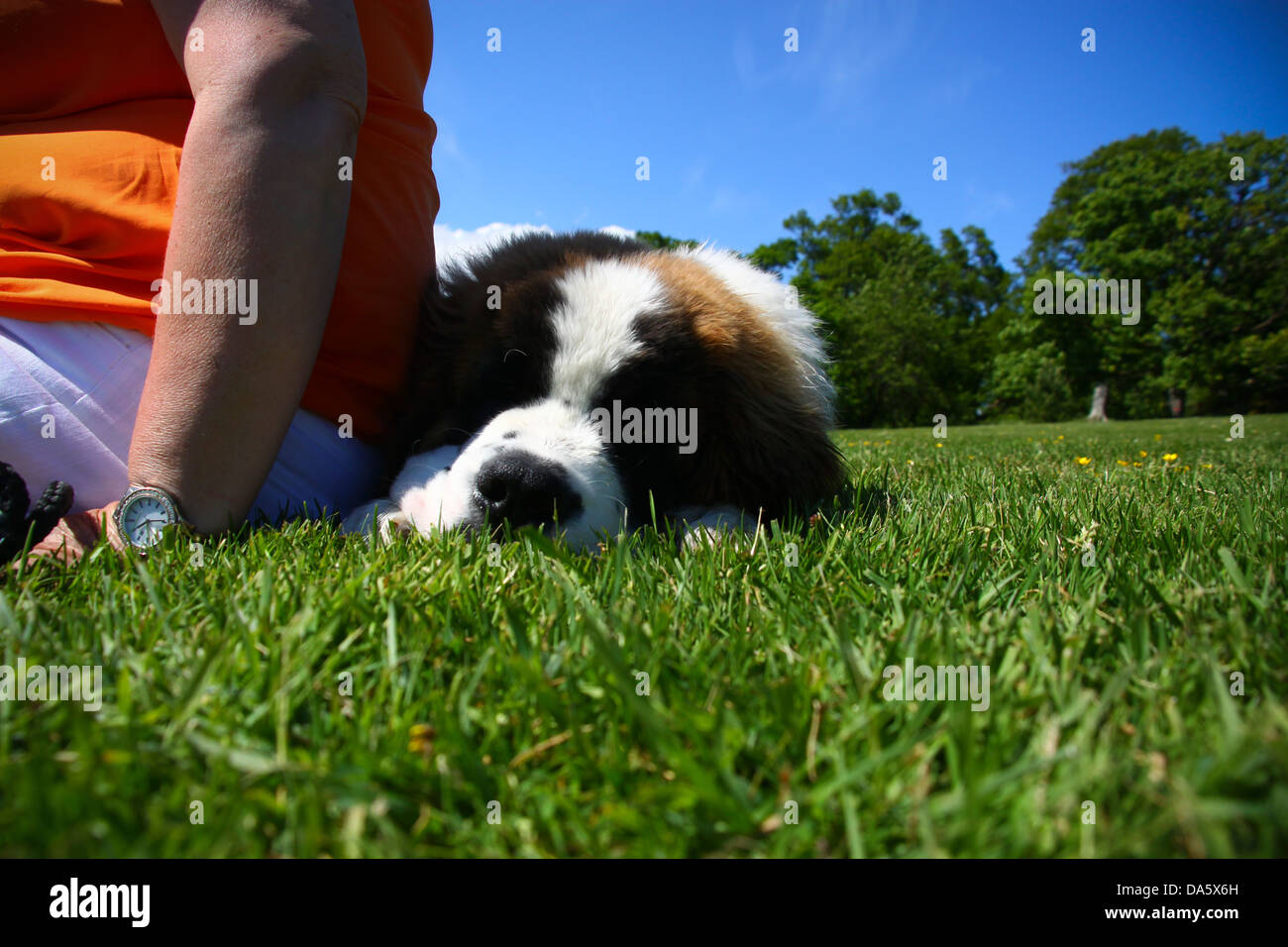 Saint Bernard puppy lying on grass Stock Photo - Alamy