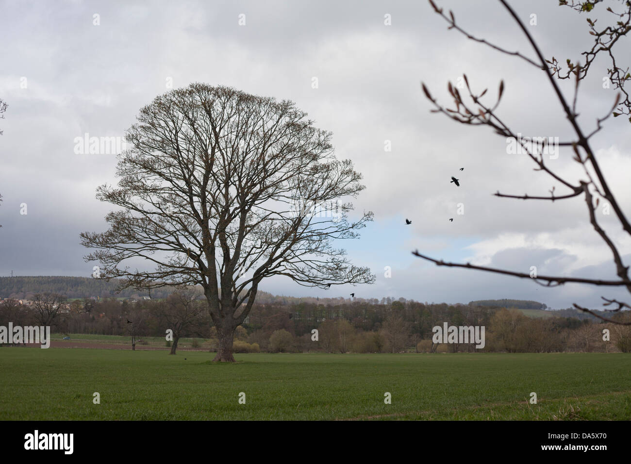 Crows flying from a tree in a field Stock Photo - Alamy