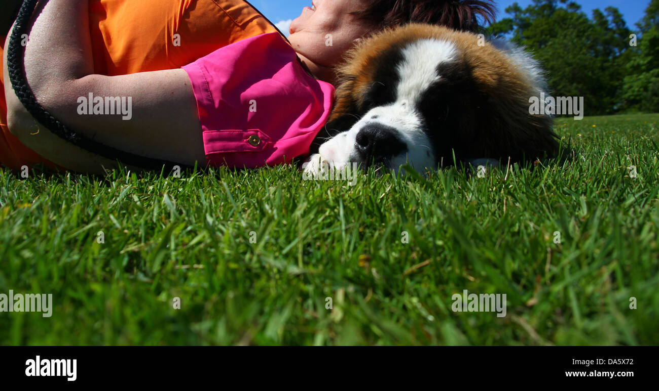 Saint Bernard puppy lying on grass Stock Photo - Alamy