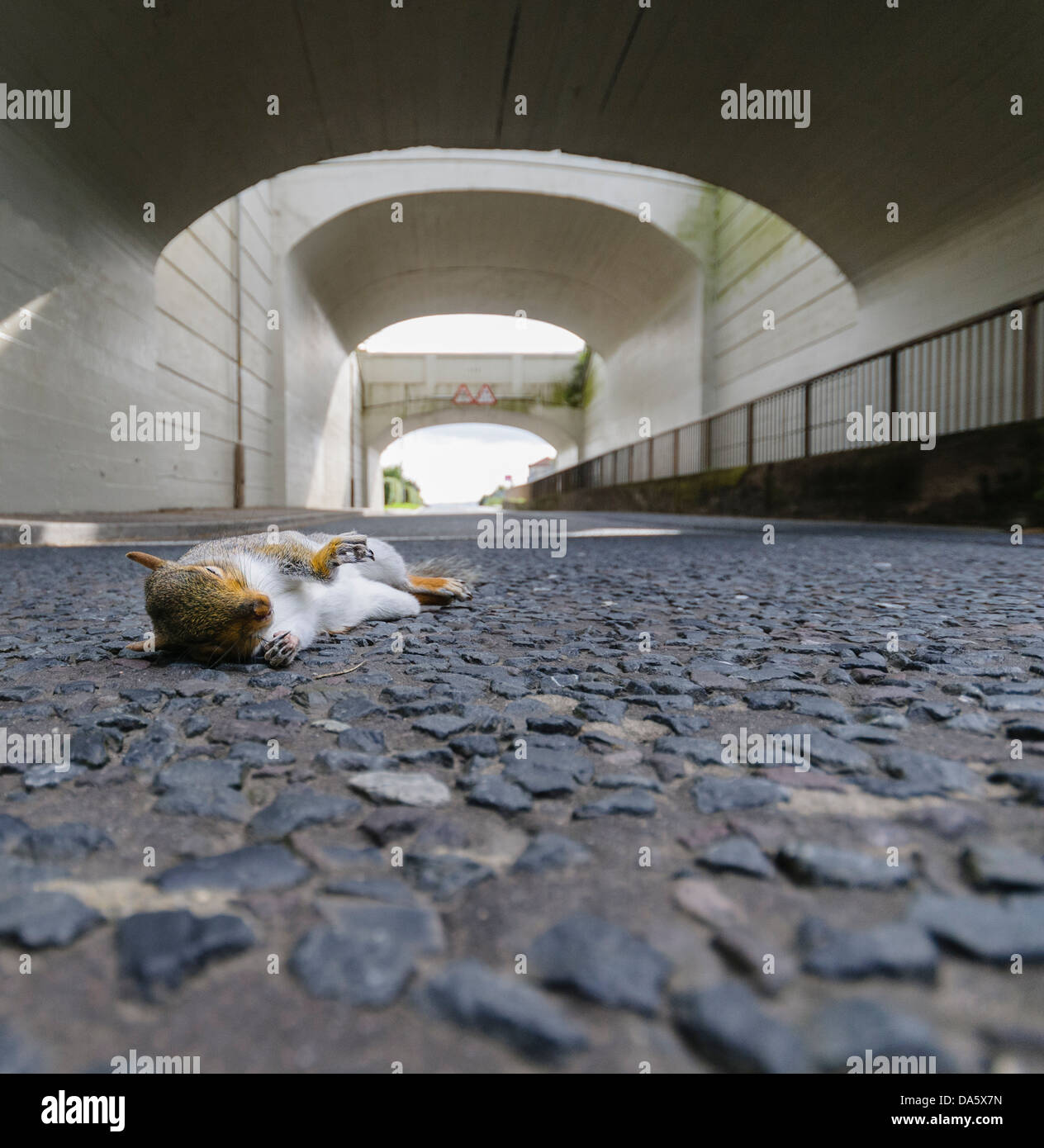 Dead squirrels hi-res stock photography and images - Alamy