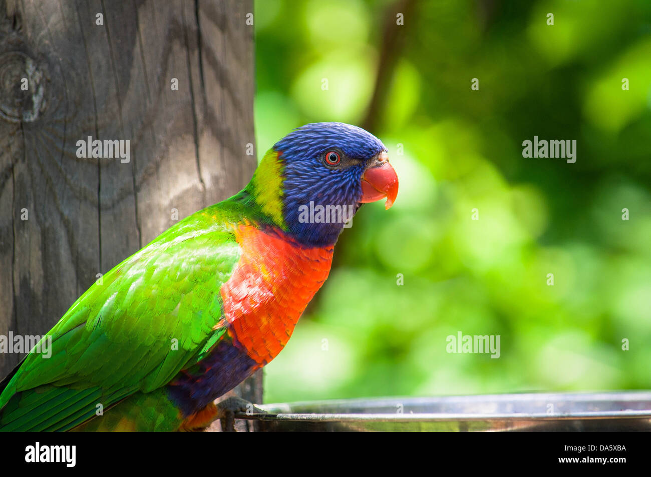 Colorful bird hi-res stock photography and images - Alamy