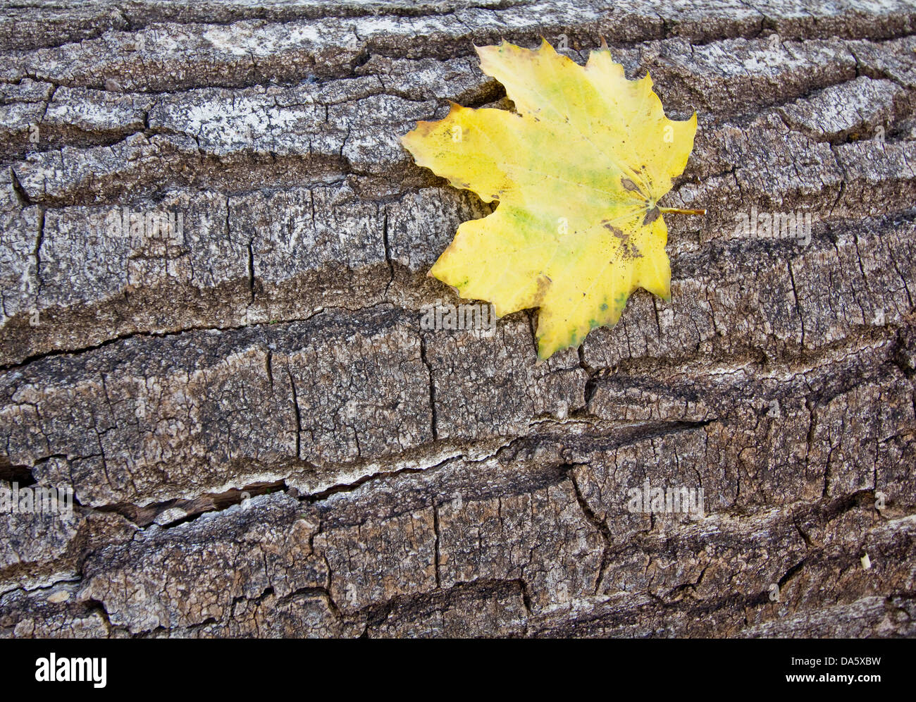 Old poplar bark with yellow leaf Stock Photo - Alamy