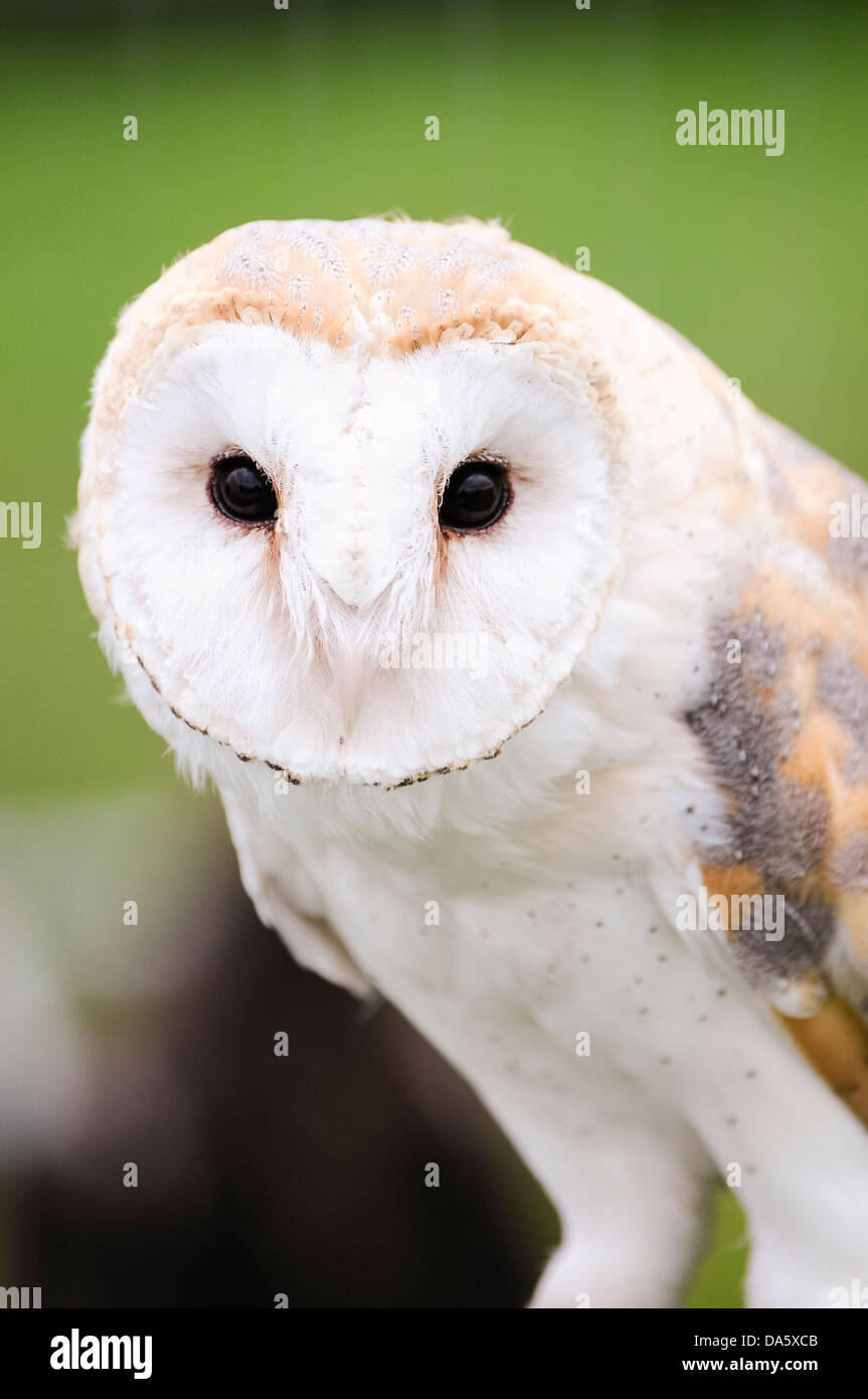 Common owl front face hi-res stock photography and images - Alamy