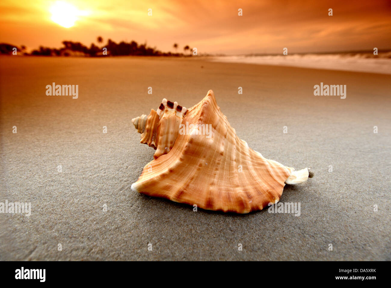 shell on sand under sunset sky Stock Photo - Alamy