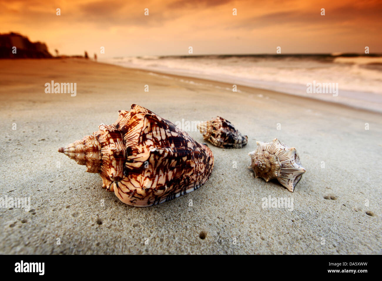 shell on sand under sunset sky Stock Photo - Alamy