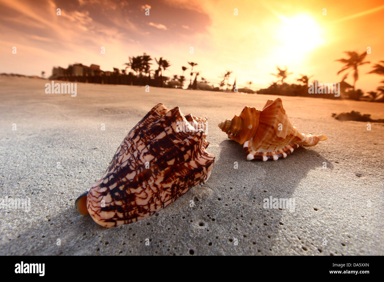 shell on sand under sunset sky Stock Photo - Alamy