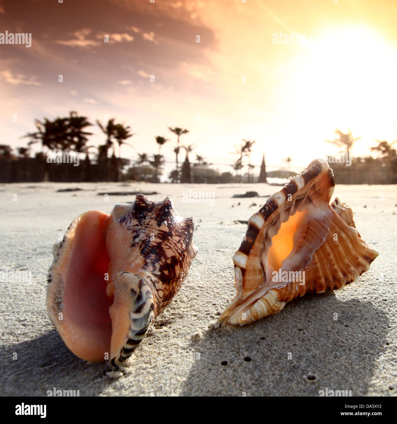 shell on sand under sunset sky Stock Photo - Alamy