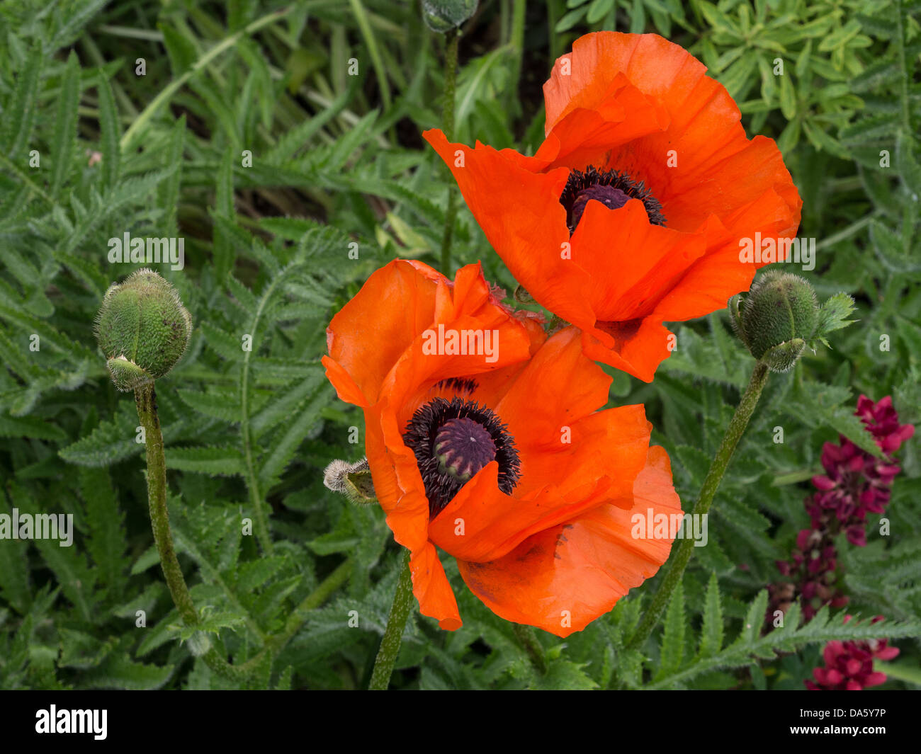 Poppy oriental poppy hi-res stock photography and images - Alamy