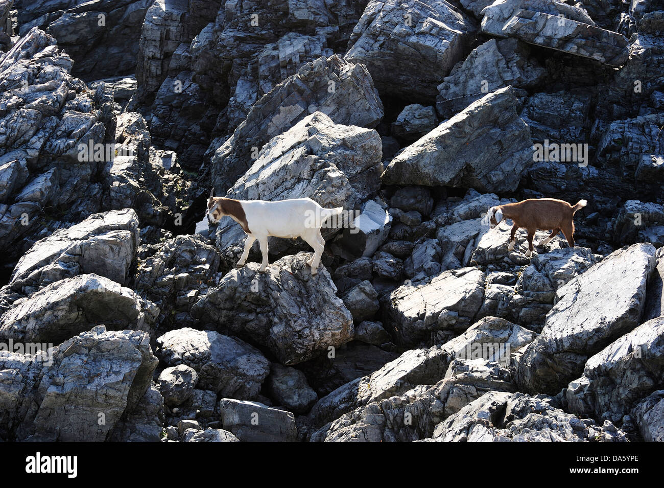 Goats, rocks, animals, Bonavista, Newfoundland, Canada Stock Photo - Alamy