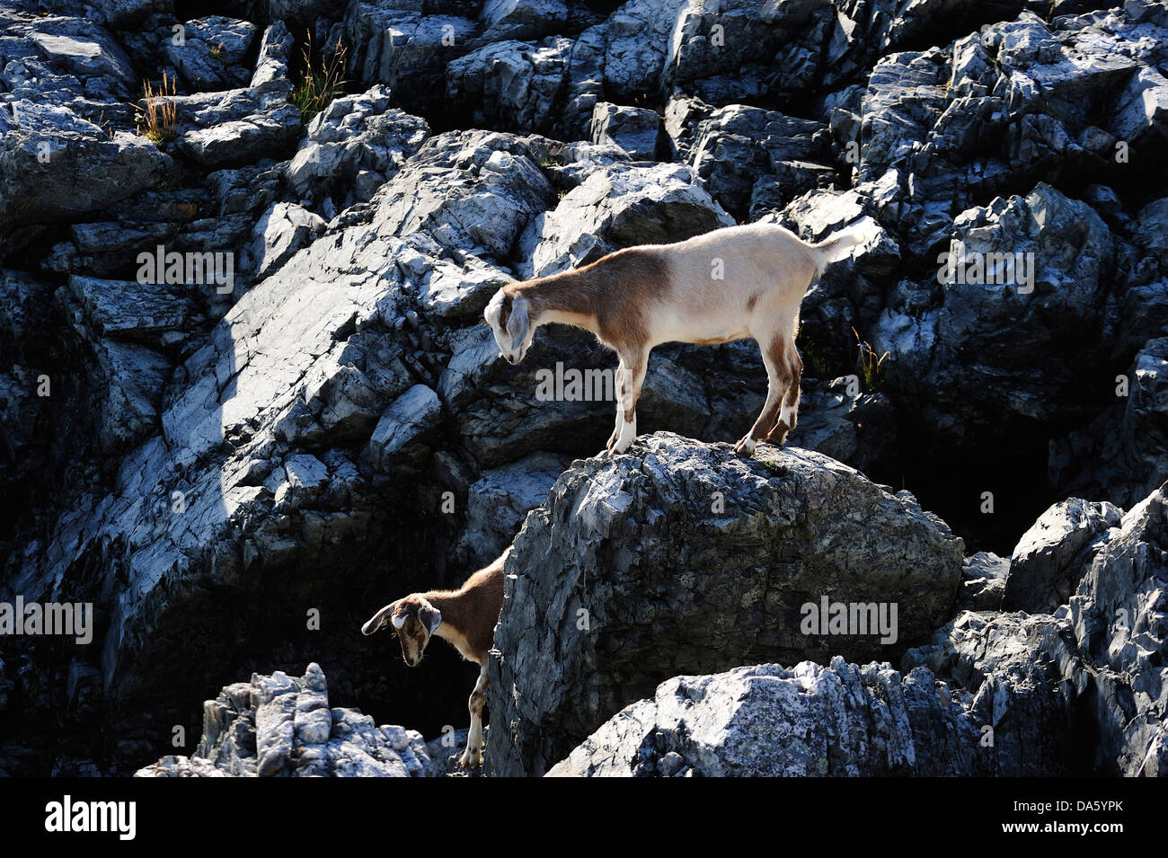 Goats rocks animals bonavista newfoundland canada hi-res stock ...