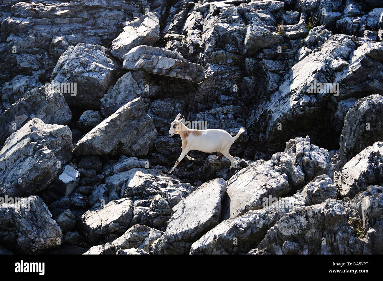 Goats, rocks, animals, Bonavista, Newfoundland, Canada Stock Photo - Alamy