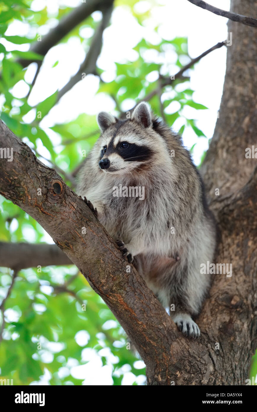 Raccoon in park in Montreal Canada Stock Photo - Alamy