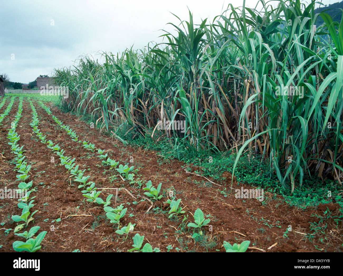 Pinar Del Rio Cuba Tobacco Plantation Tobacco & Sugar Cane Stock Photo ...