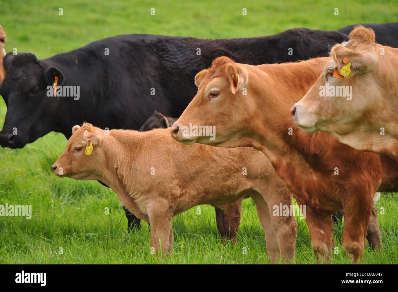 Cows in a field near Stromness, Orkney Islands Stock Photo - Alamy