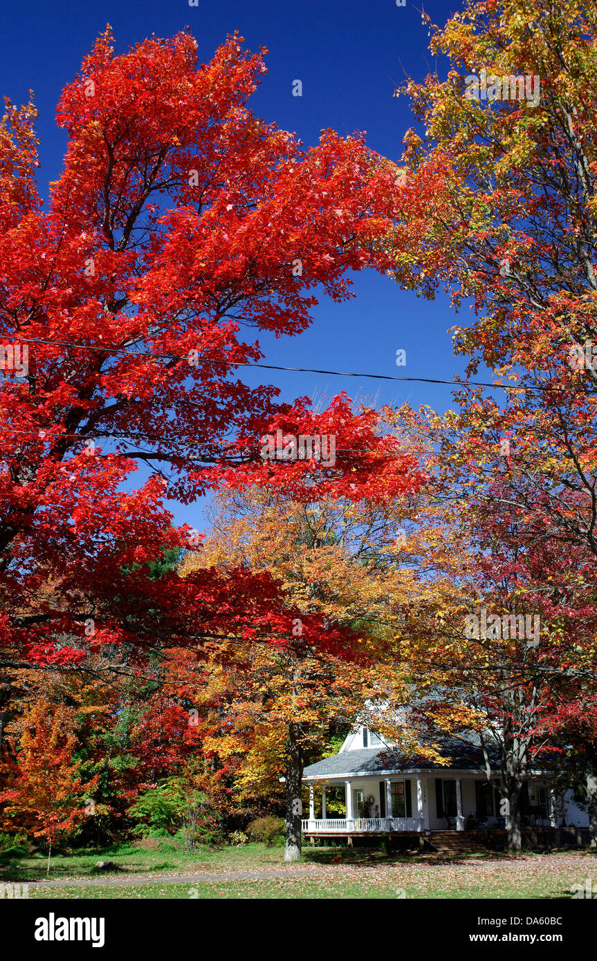 Fall, Colors, Indian Summer, Riverview, New Brunswick, Canada, trees ...