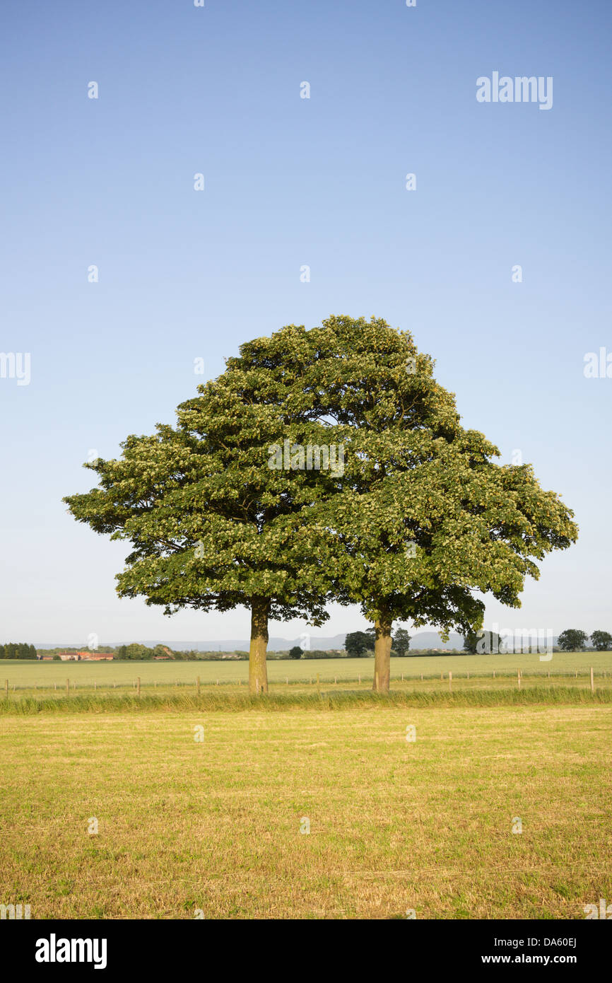 Sycamore trees hi-res stock photography and images - Alamy