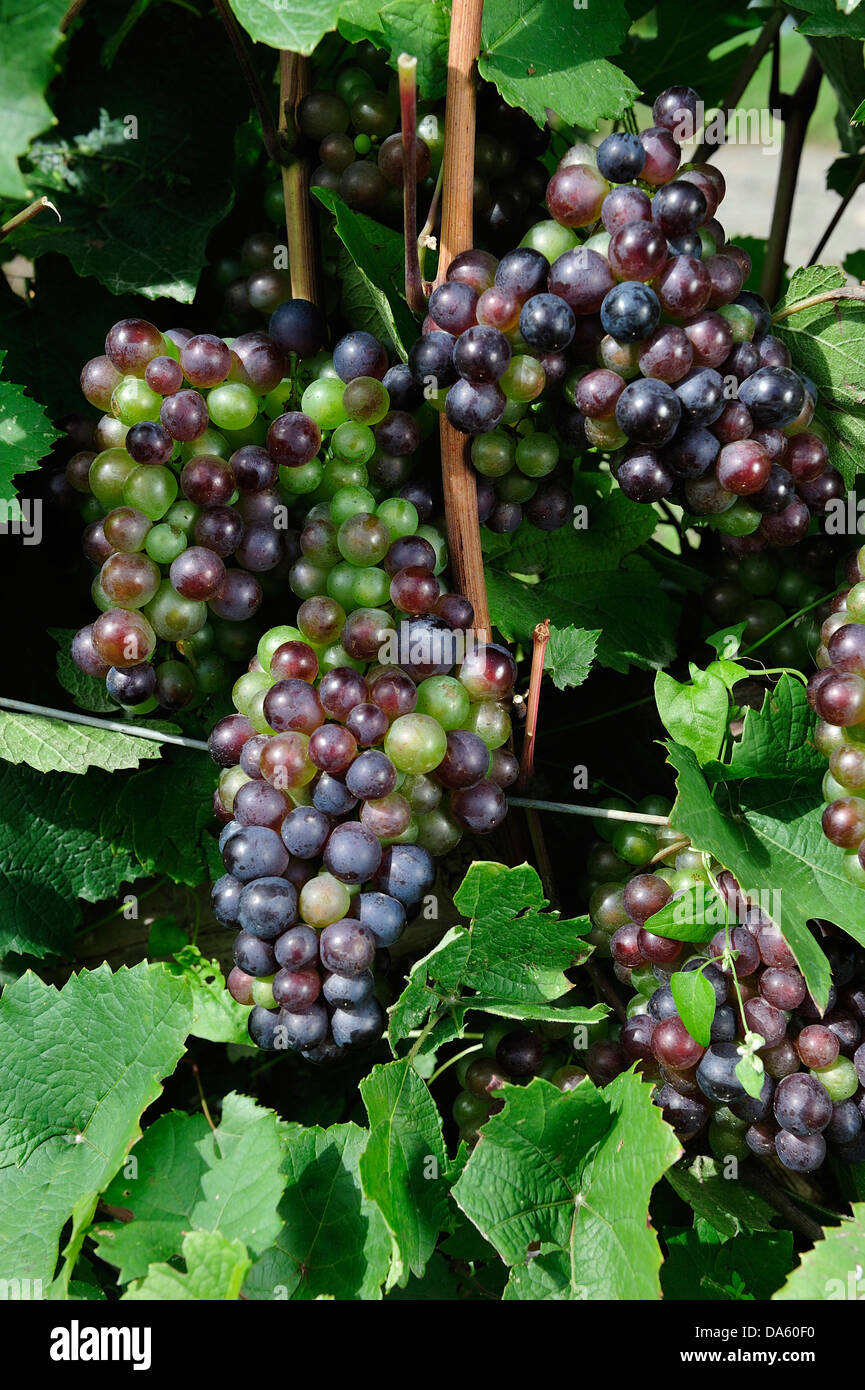 Canada, Eastern Townships, Wine Route, Farm, Green, Quebec, Dunham ...