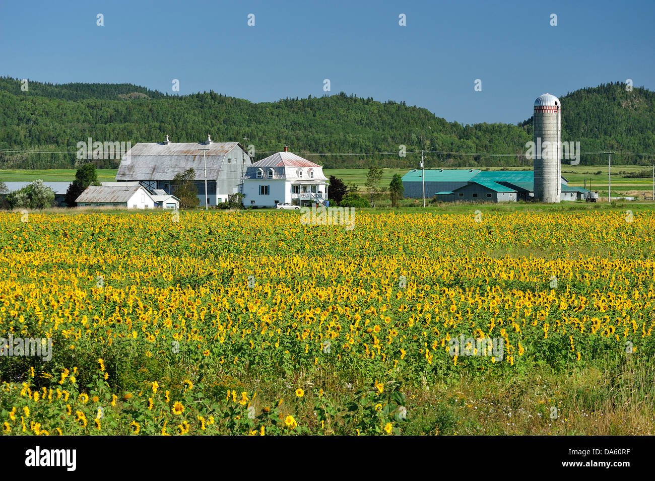 Blue, Sky, Canada, Farm, sunflowers, St. Fabien, Quebec, barn, farmers ...