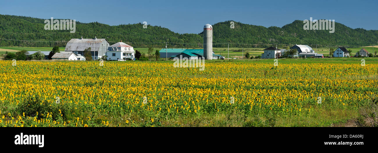 Blue, Sky, Canada, Farm, sunflowers, St. Fabien, Quebec, barn, farmers ...