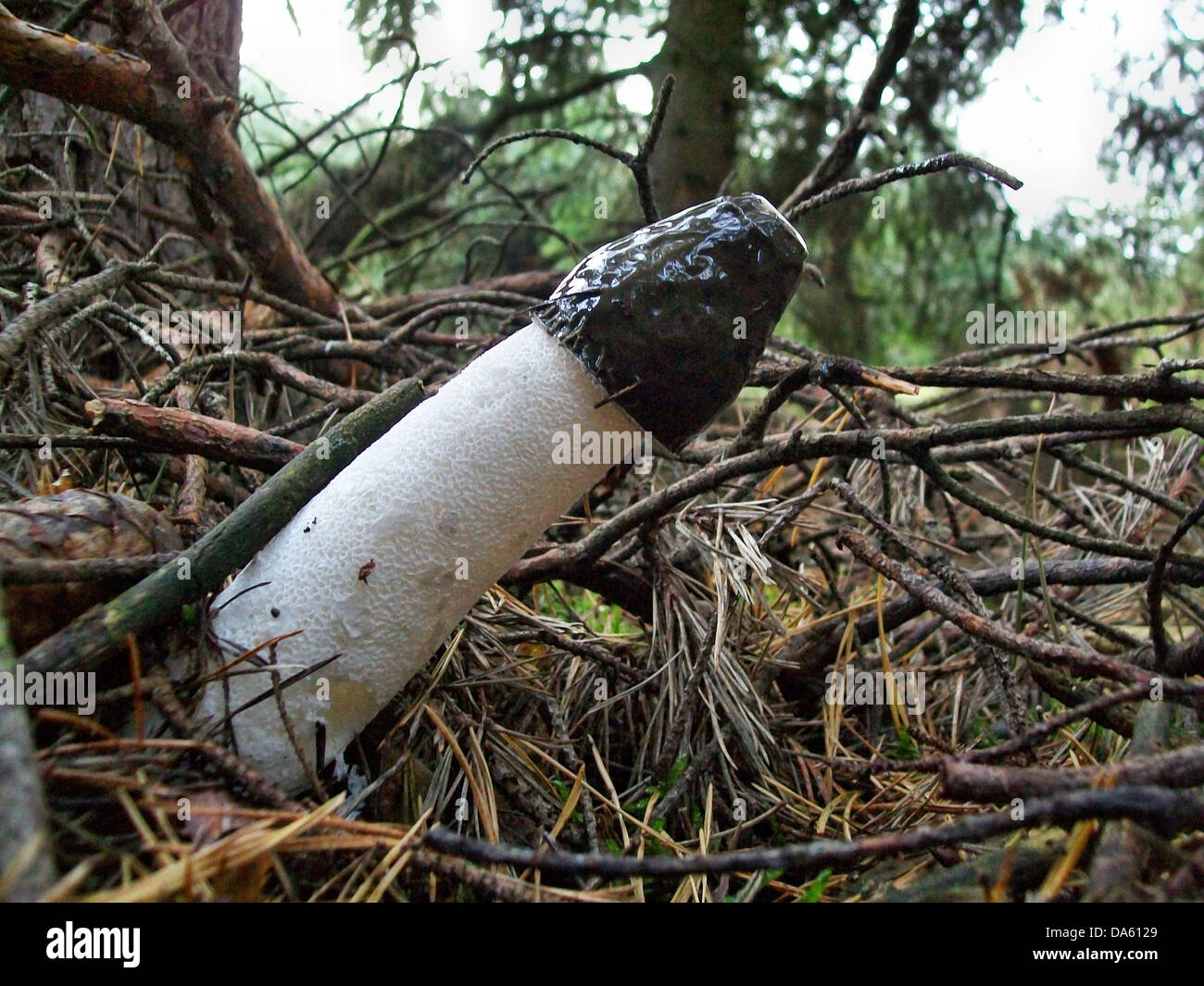 Fungus with phallic shape hi-res stock photography and images - Alamy