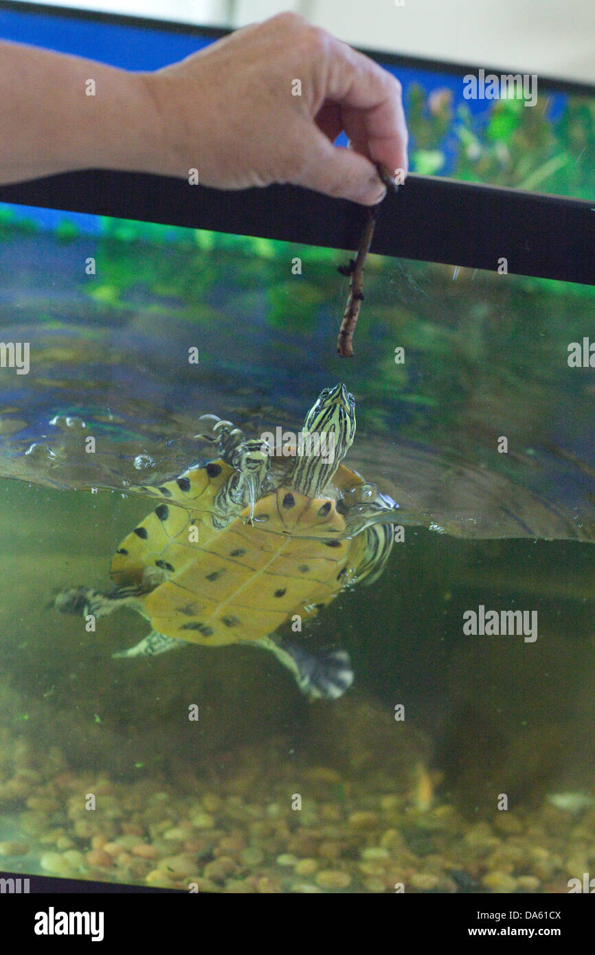 Red eared slider turtle eating being fed an earth worm Stock Photo - Alamy