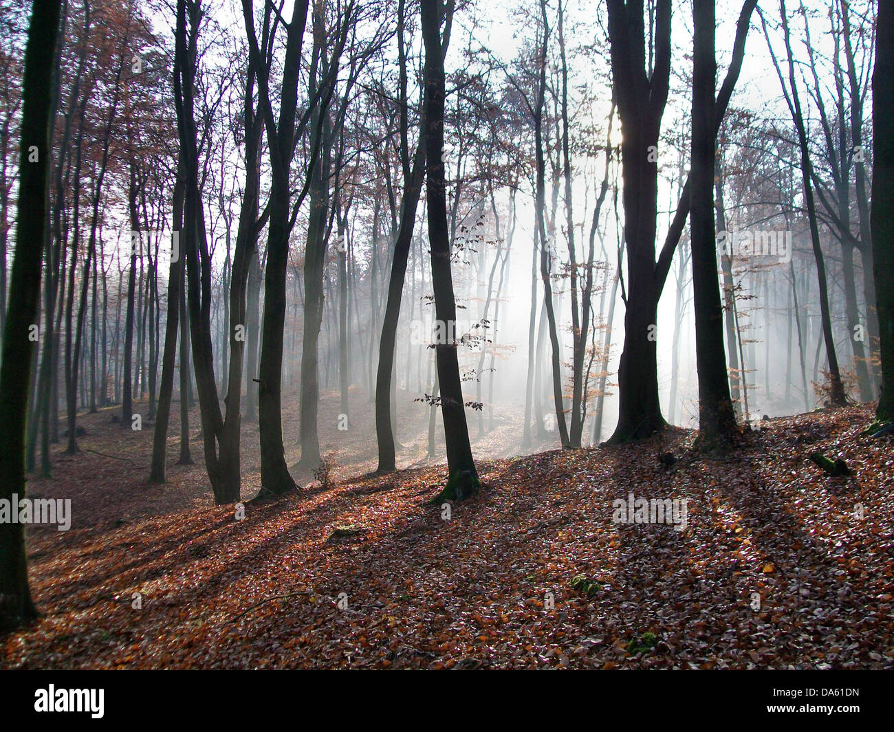 Forest longing hi-res stock photography and images - Alamy