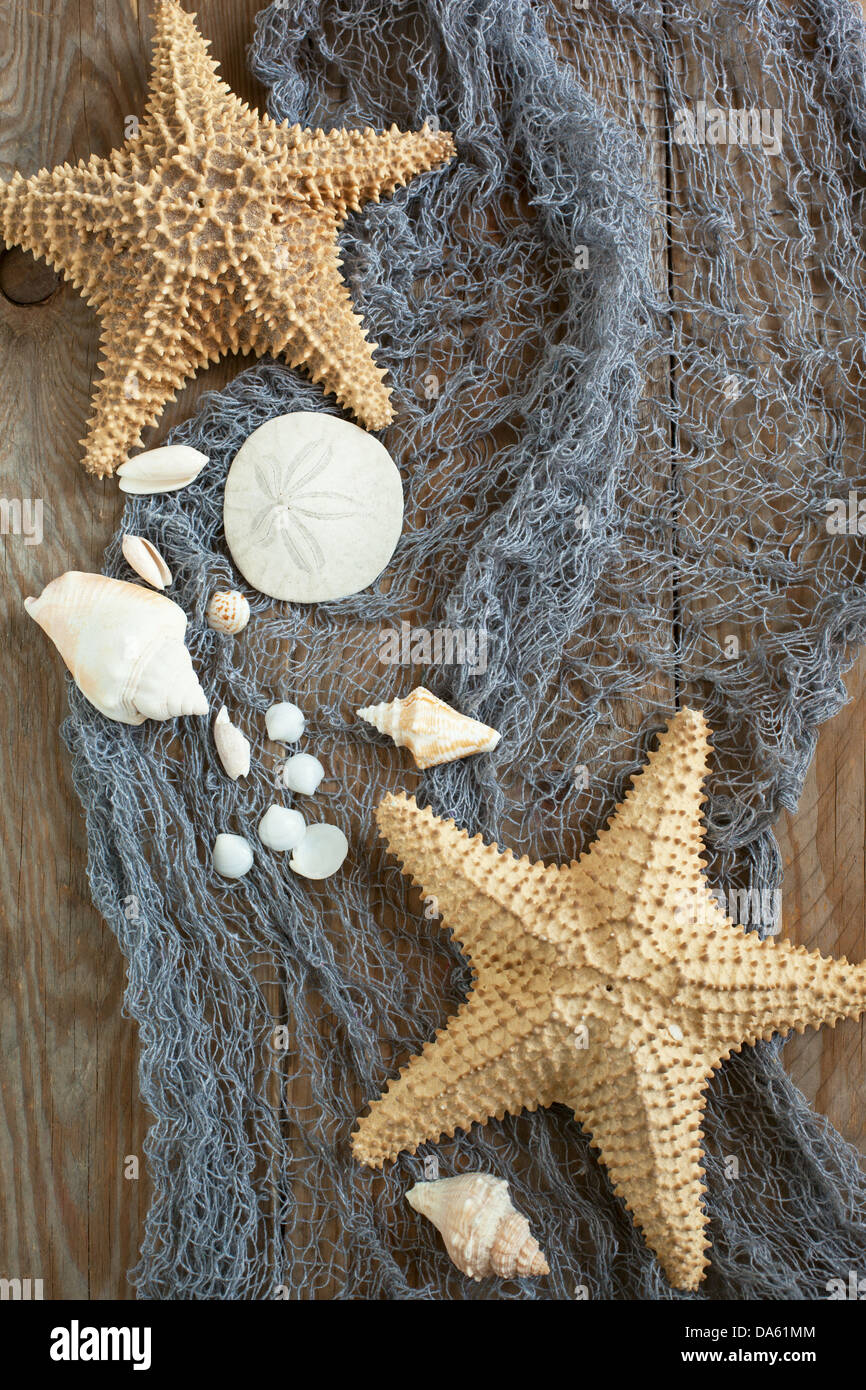 Sea stars and sea shells as background Stock Photo - Alamy