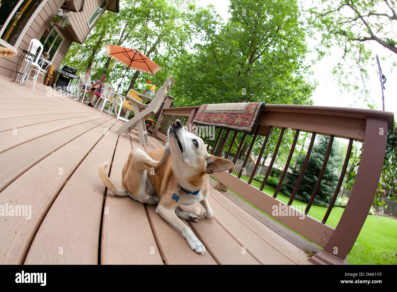 Small dog scratching self on a porch, summer Stock Photo - Alamy