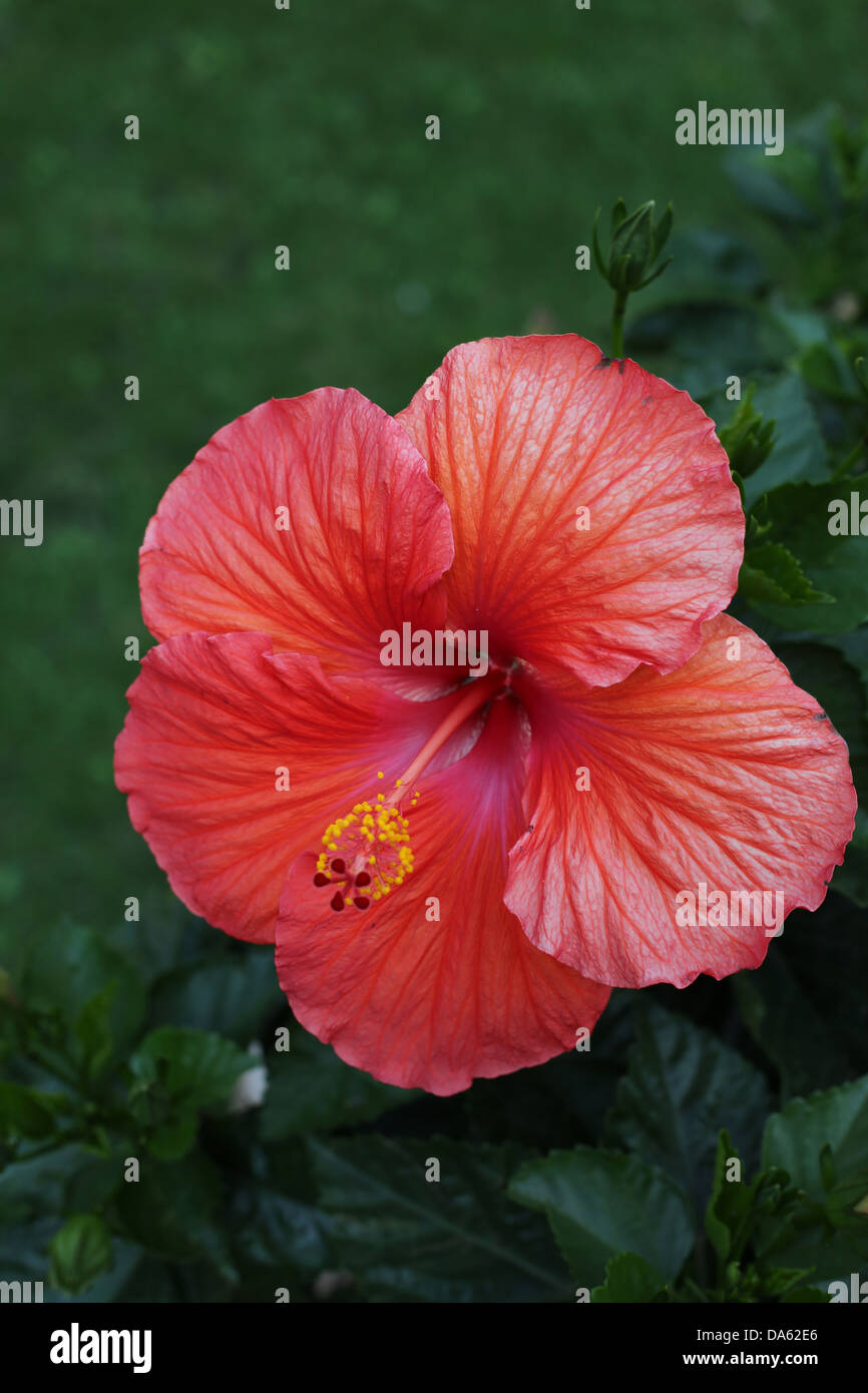 A close up of a hibiscus flower Stock Photo - Alamy