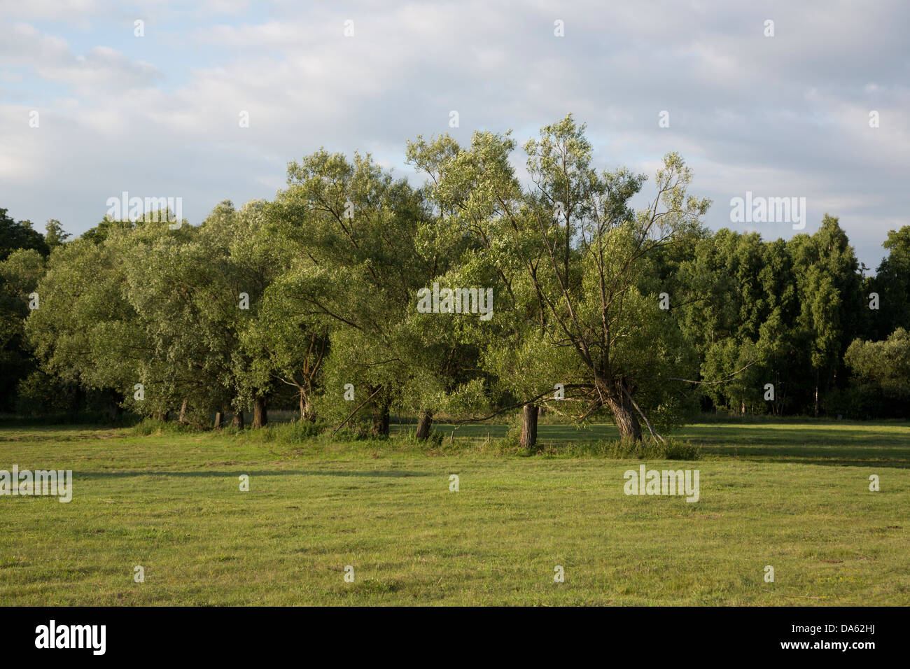 Willow trees in Poland, Masovia, Europe, Mazowsze, polish, masovian ...