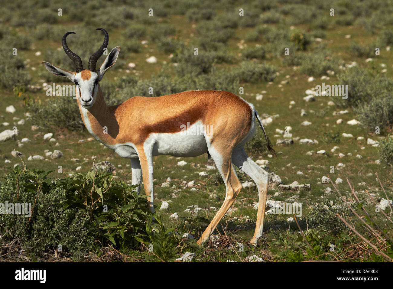Springbok national animal hi-res stock photography and images - Alamy