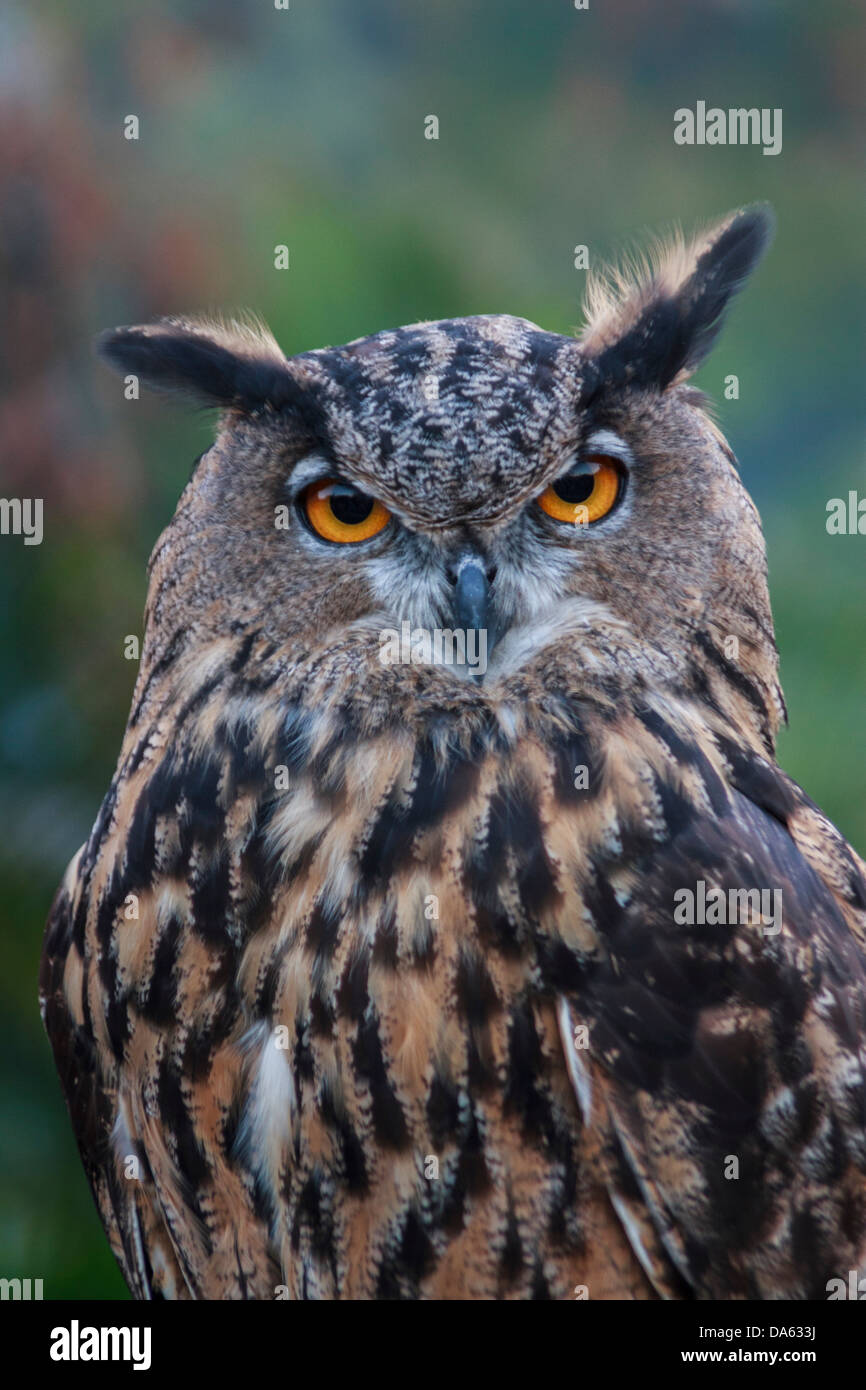 birds of prey, bird, Blackland Prairie Raptor Center, Bubo virginianus ...