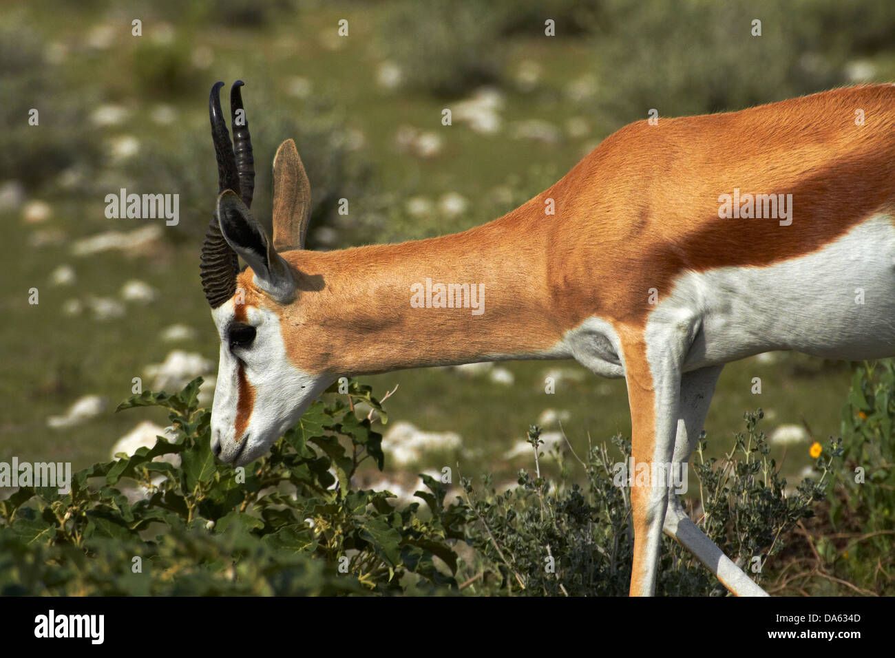 Springbok national animal hi-res stock photography and images - Alamy