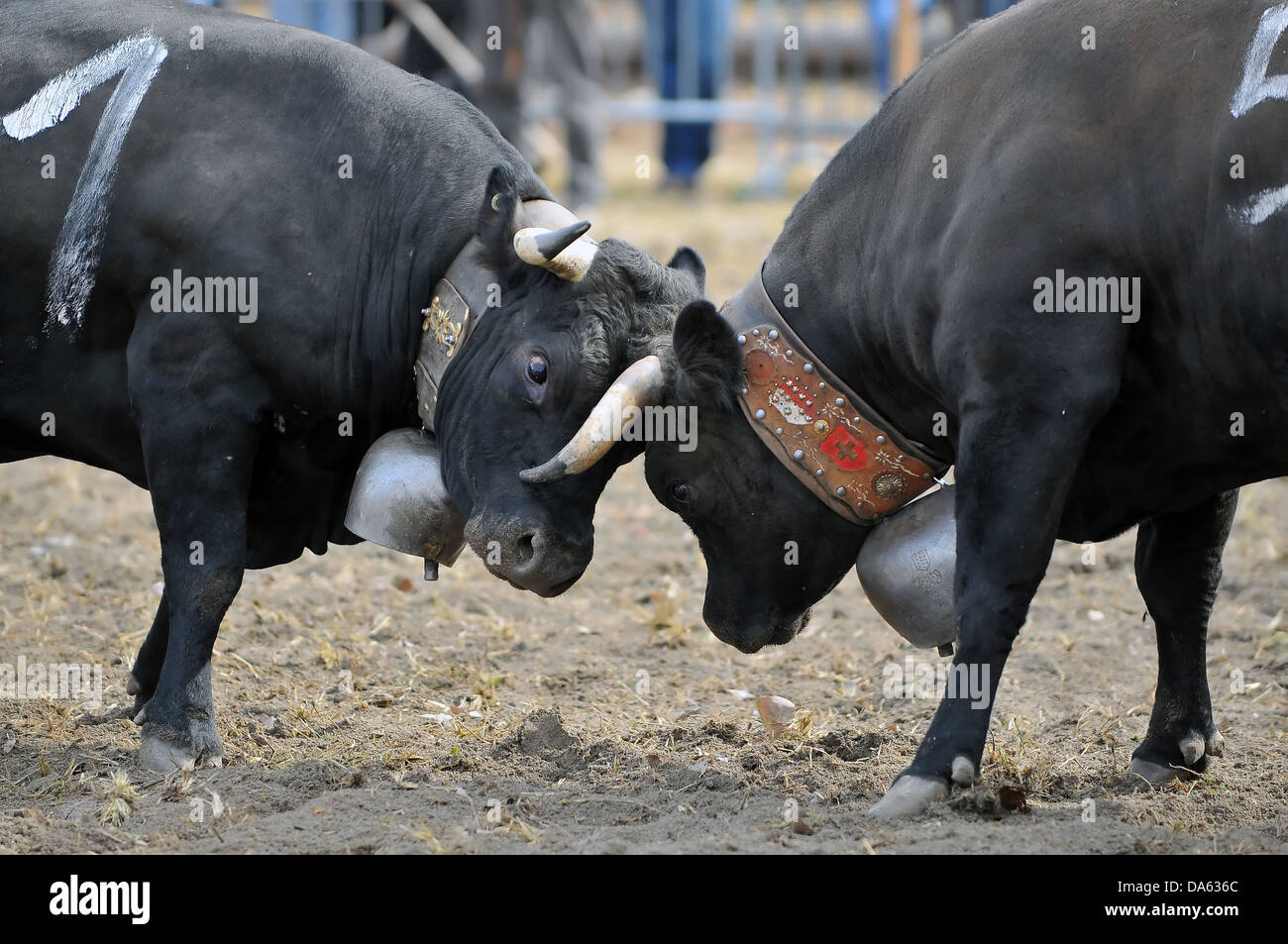 Two swiss cows hi-res stock photography and images - Alamy