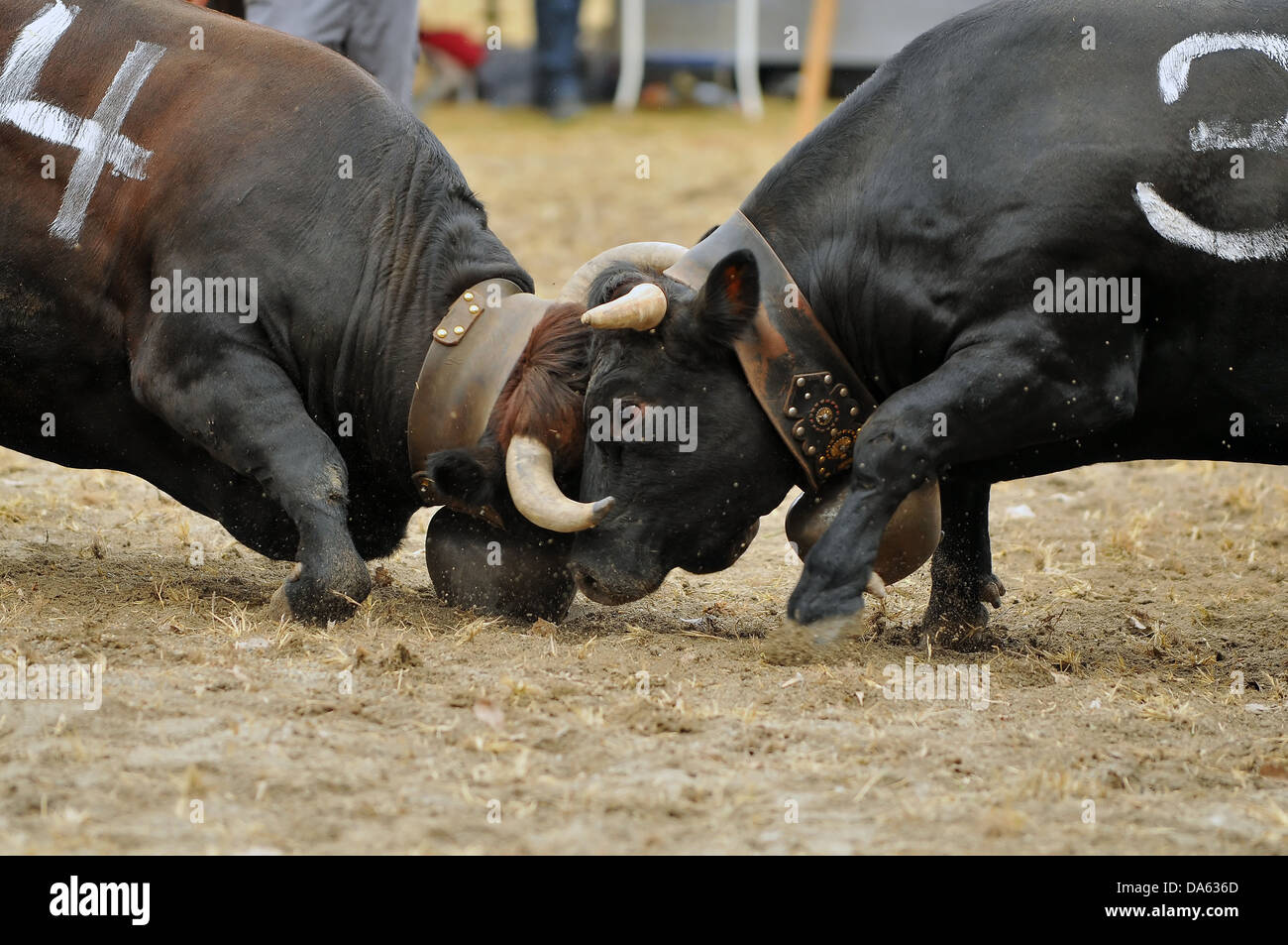 Herens fighting cow hi-res stock photography and images - Alamy