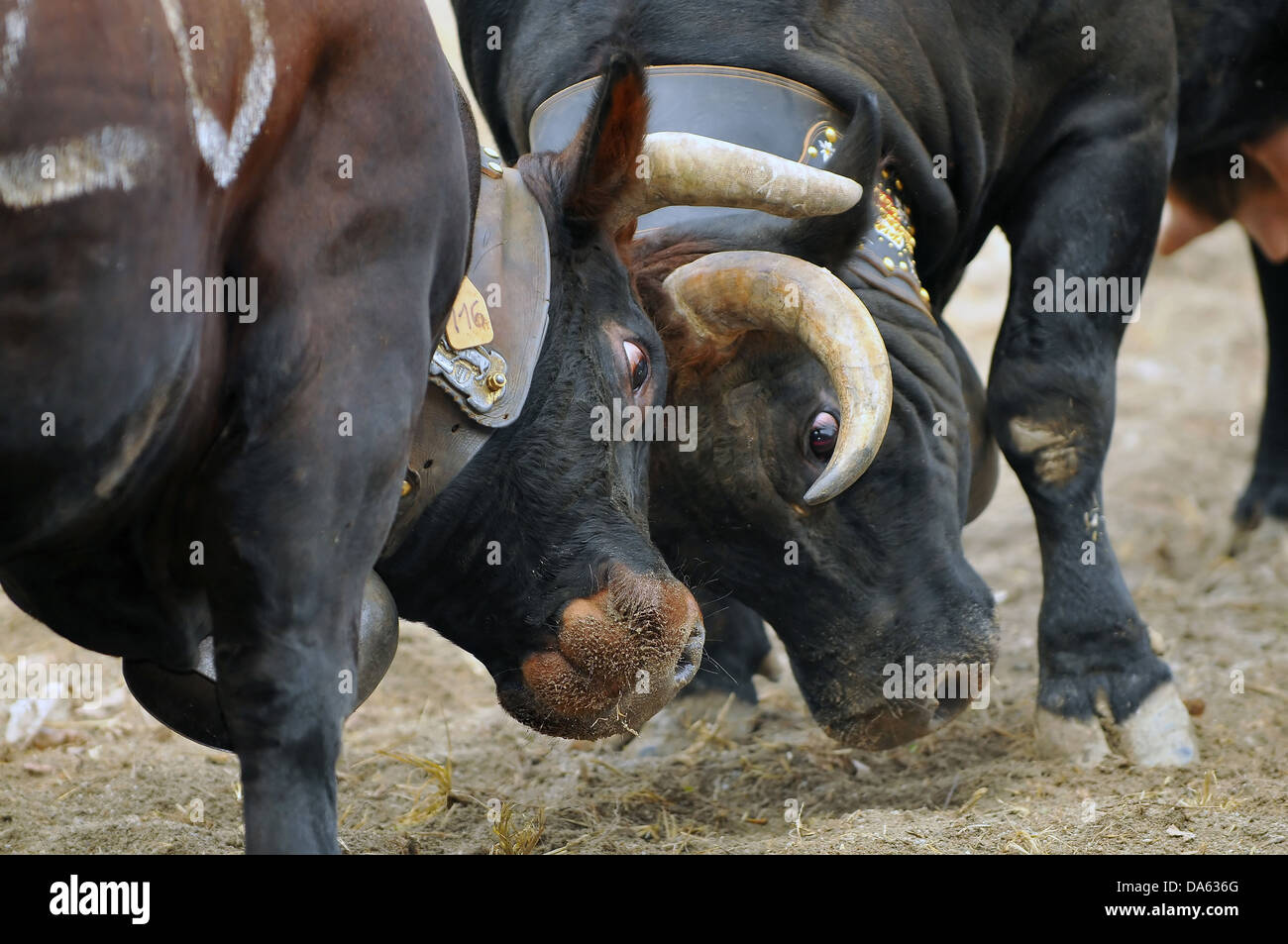 Two fighting cows clash horns hi-res stock photography and images - Alamy