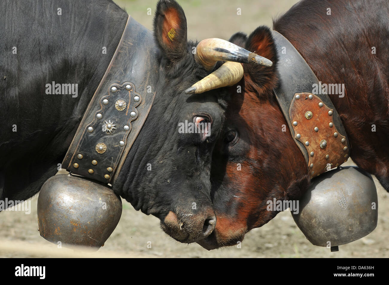 Two cows head butt each other and lock horns Stock Photo - Alamy