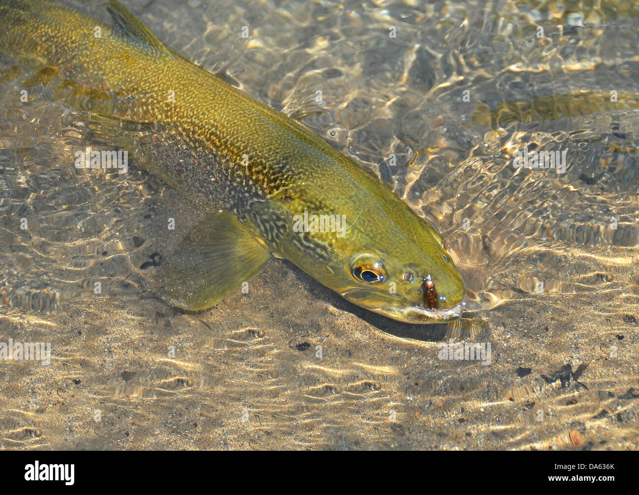 Marmorata trout hi-res stock photography and images - Alamy